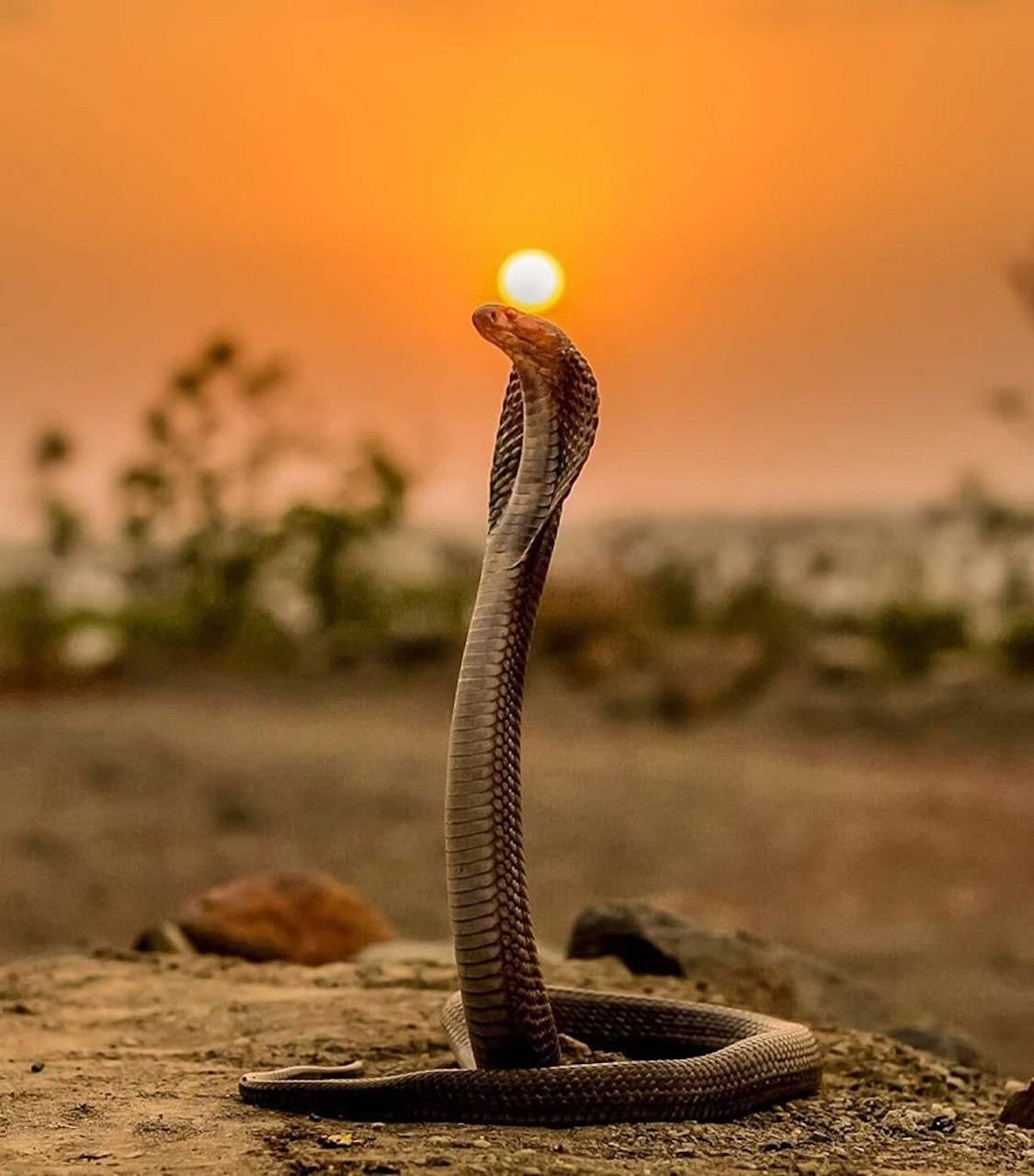 Decoding the Cobra Effect. And a lesson for KYJUS - Finnick | Read ...